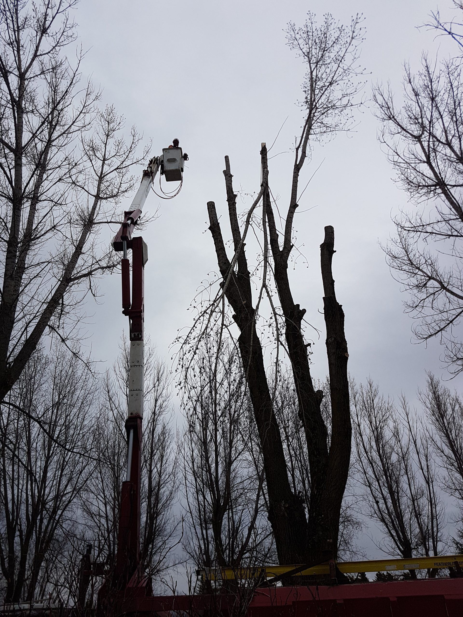 Arboxygène - Service arboricole, émondage et élagage | Abattages d’arbres