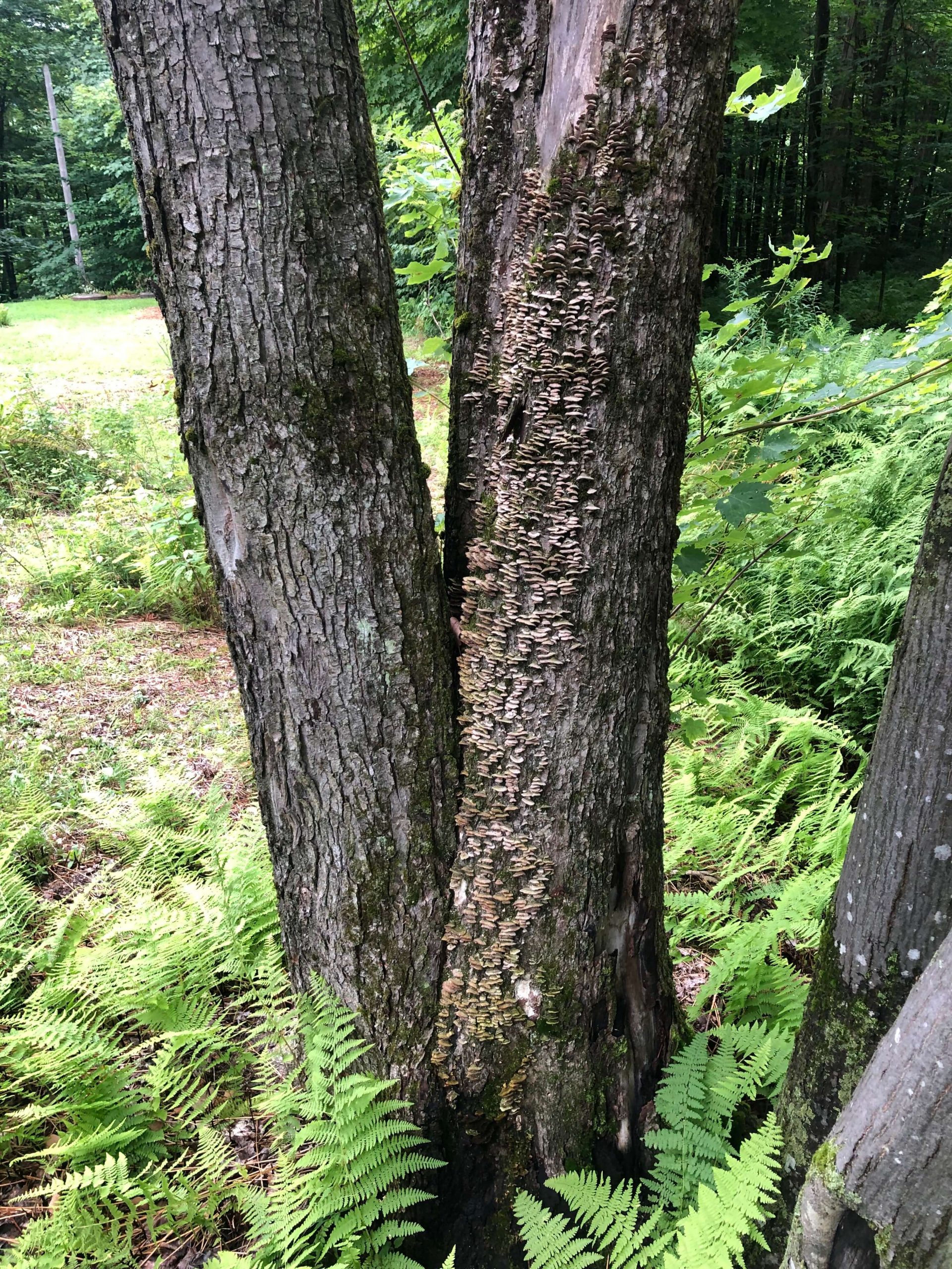 Arboxygène - Service arboricole, émondage et élagage | Dead ash trees