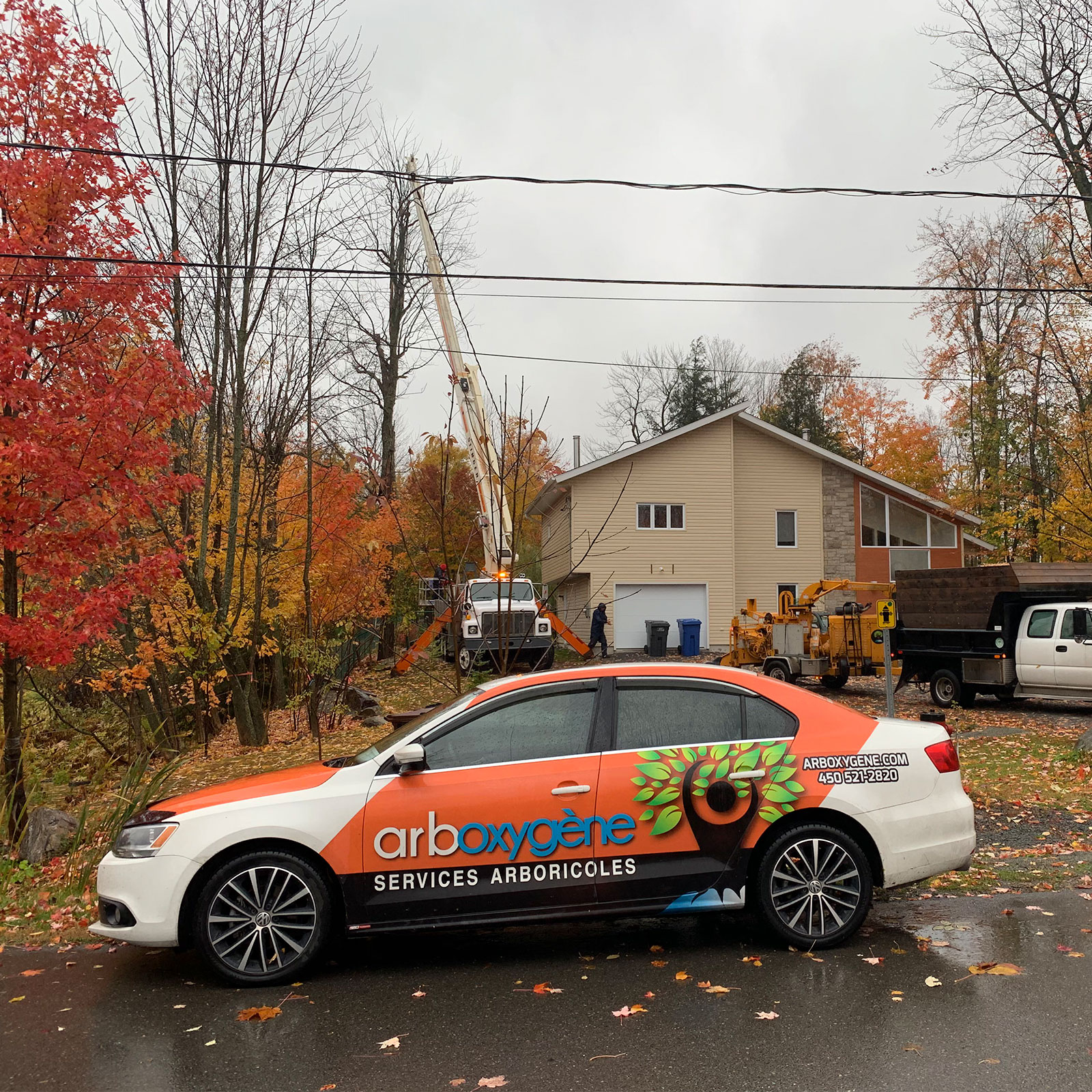 Arboxygene - Tree service, trimming and pruning | Consulting services ...